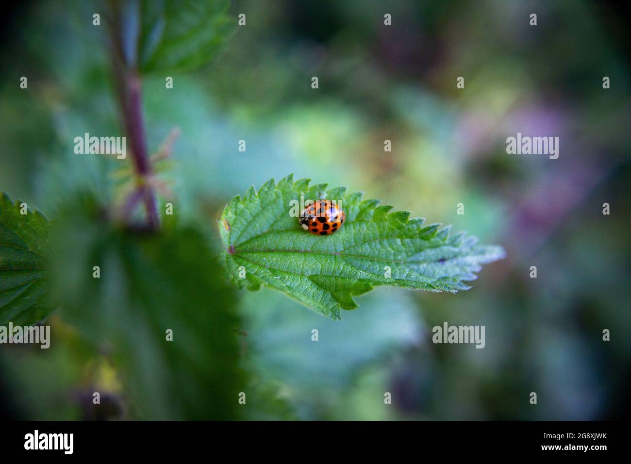 Beautiful ladybird on green hi-res stock photography and images - Alamy