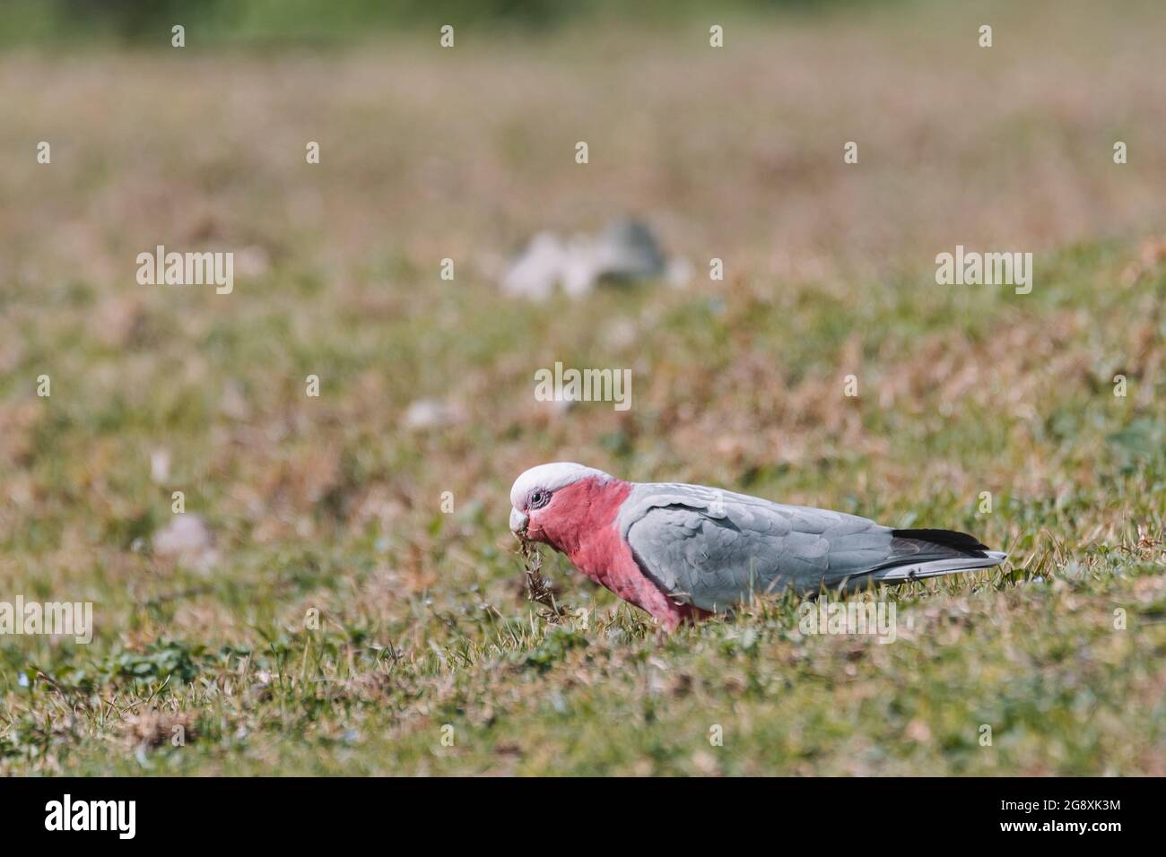 Australian Galah Bird, Kangaroo Valley NSW Stock Photo - Alamy
