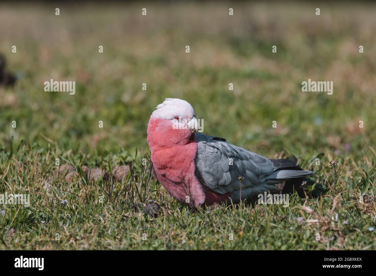Galah bird hi-res stock photography and images - Alamy