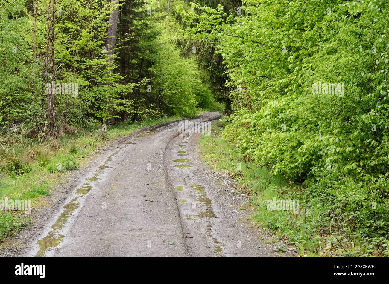 Hiking path through a forest in the Westerwald, Germany, Europe Stock ...