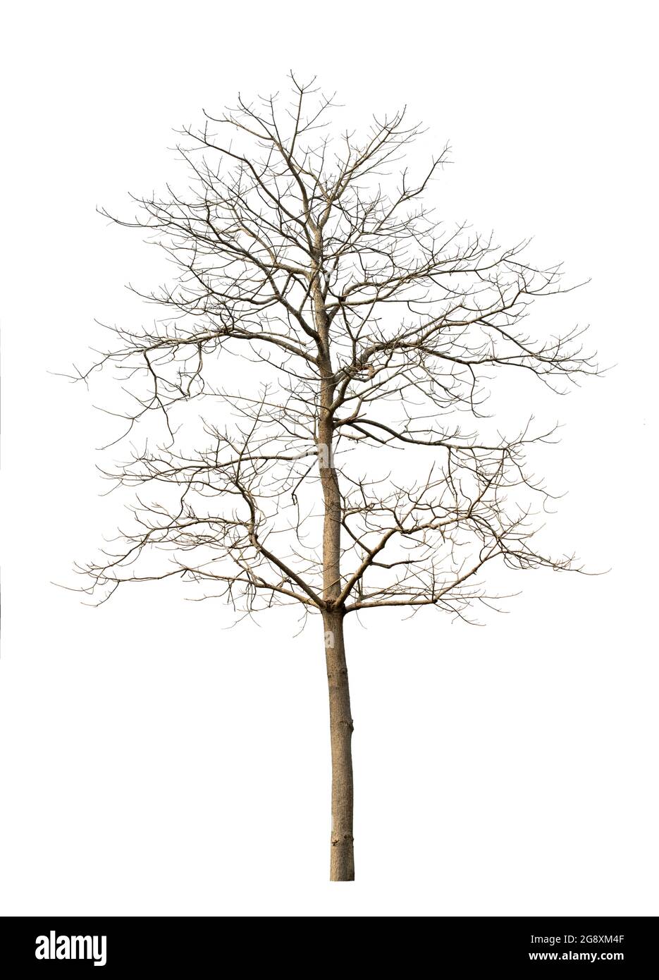dry trees on a white background Stock Photo - Alamy