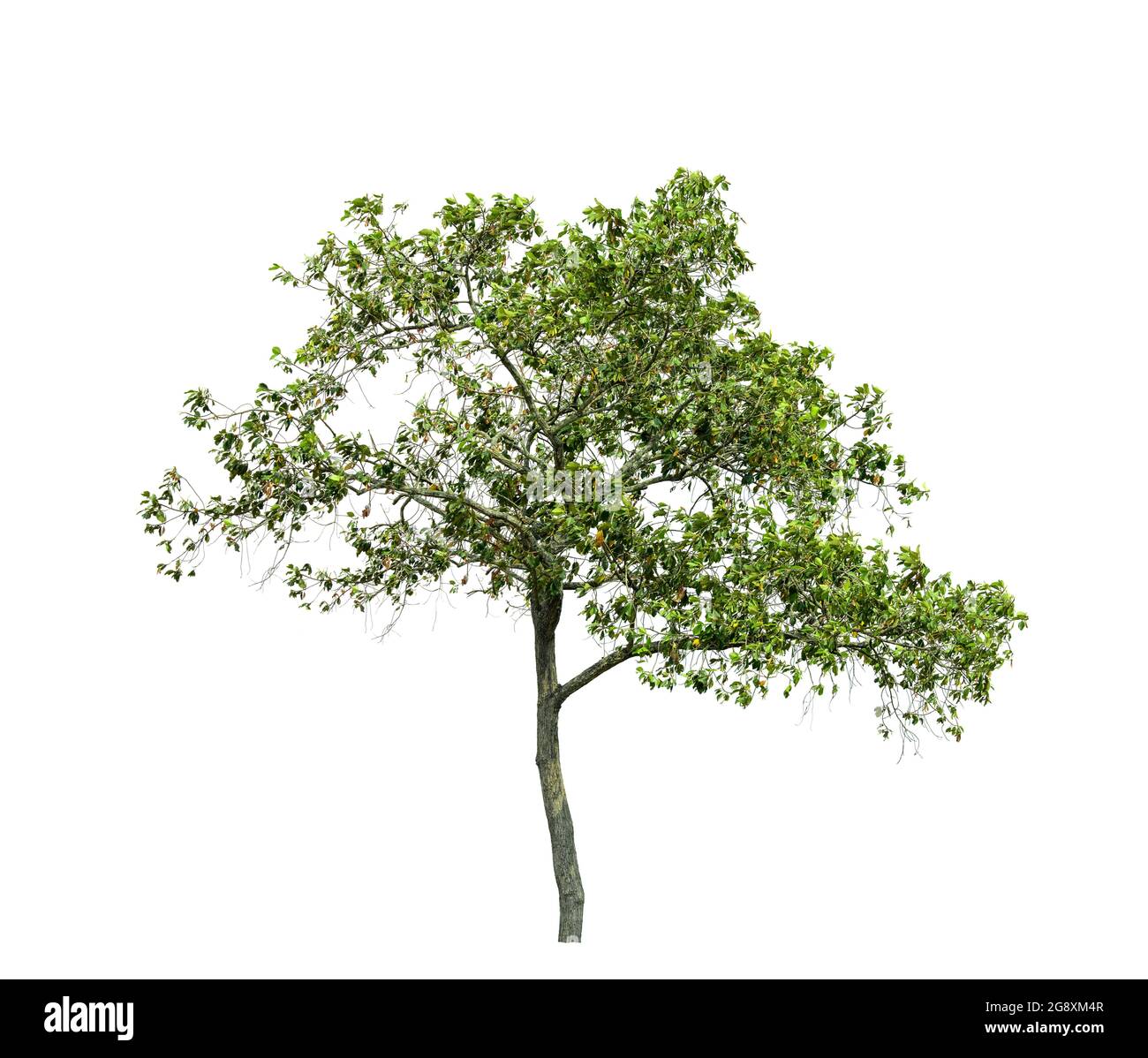 Rainforest tree Cut Out Stock Images & Pictures - Alamy