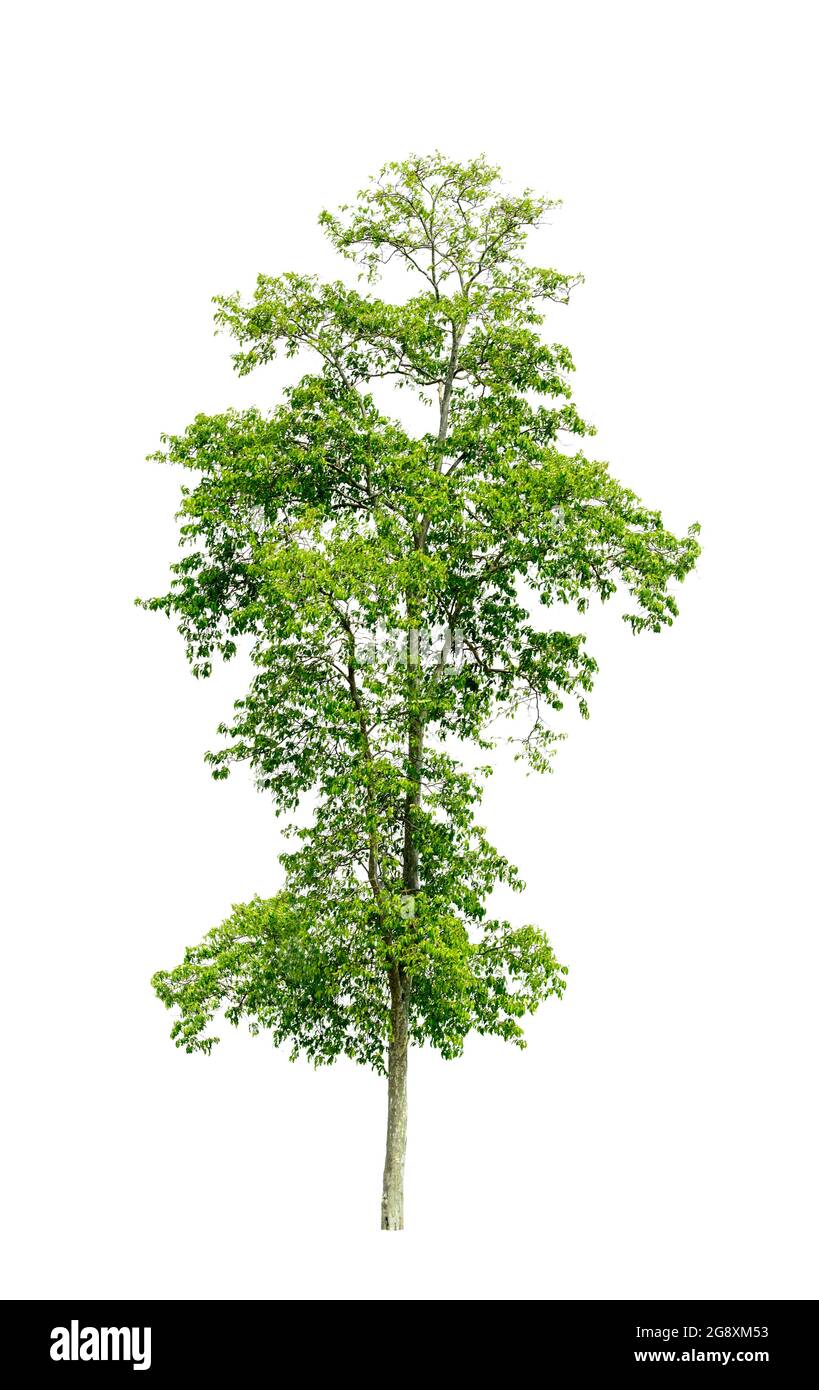 tropical trees isolated on white background Stock Photo - Alamy