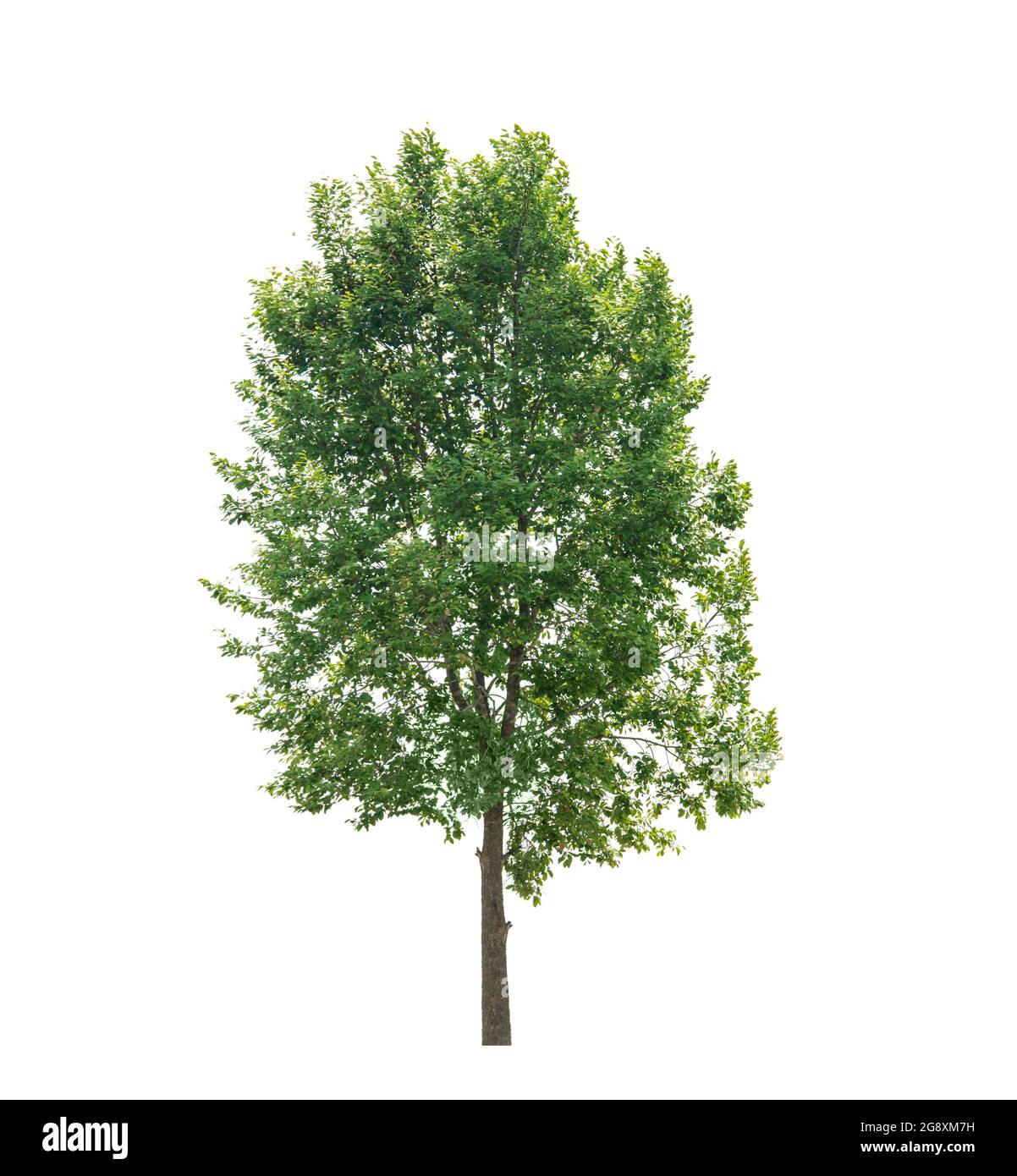 tropical trees isolated on white background Stock Photo - Alamy