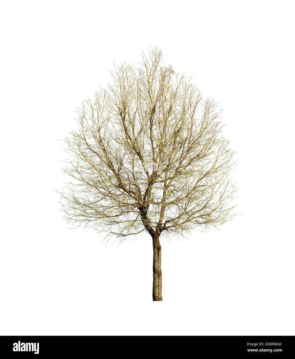 Spring tree isolated on white background Stock Photo - Alamy