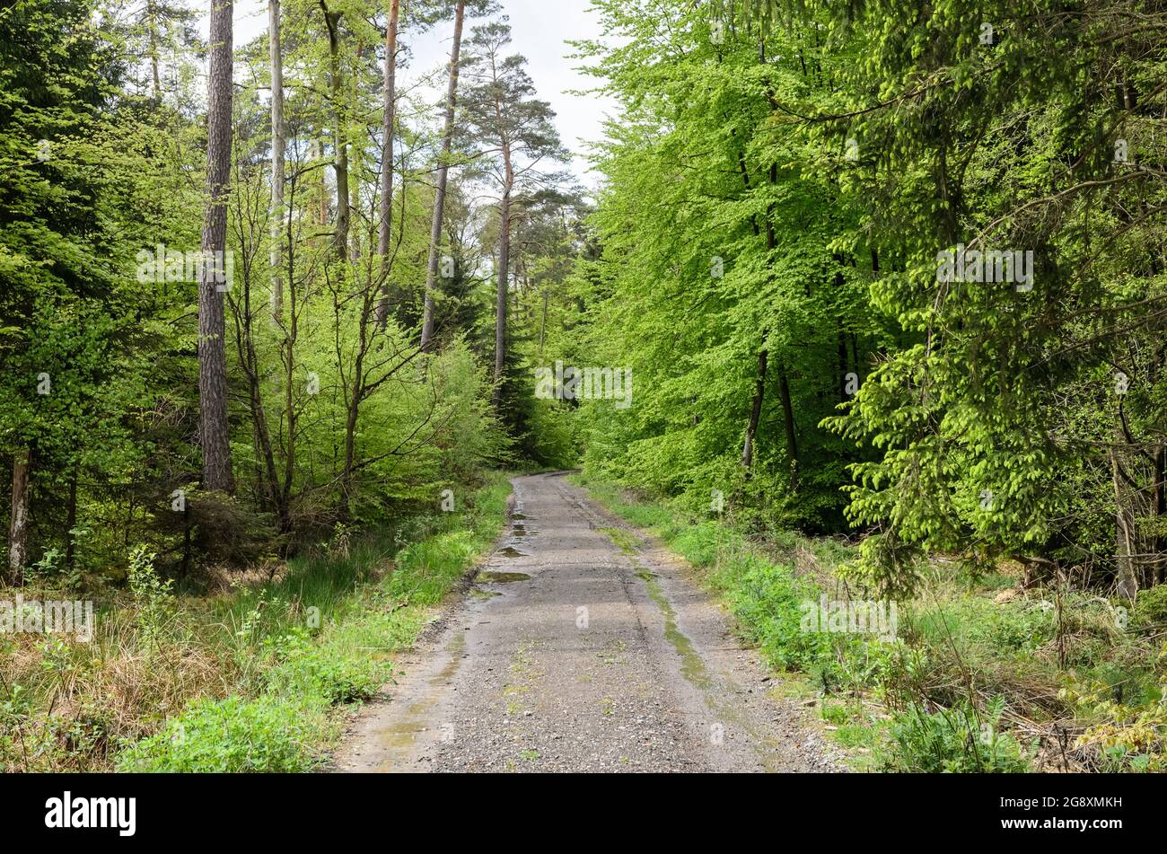 Muddy path through a forest in the Westerwald, Germany, Europe Stock ...