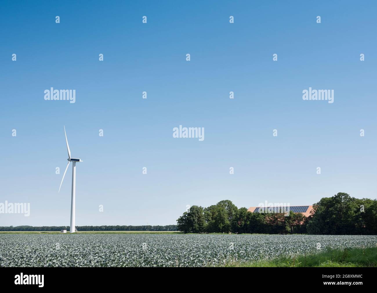 farm with solar panels and wind turbine near red cabbage field in dutch ...