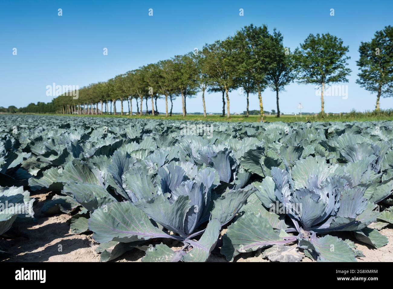 red cabbage field under blue summer sky in dutch province of noord ...