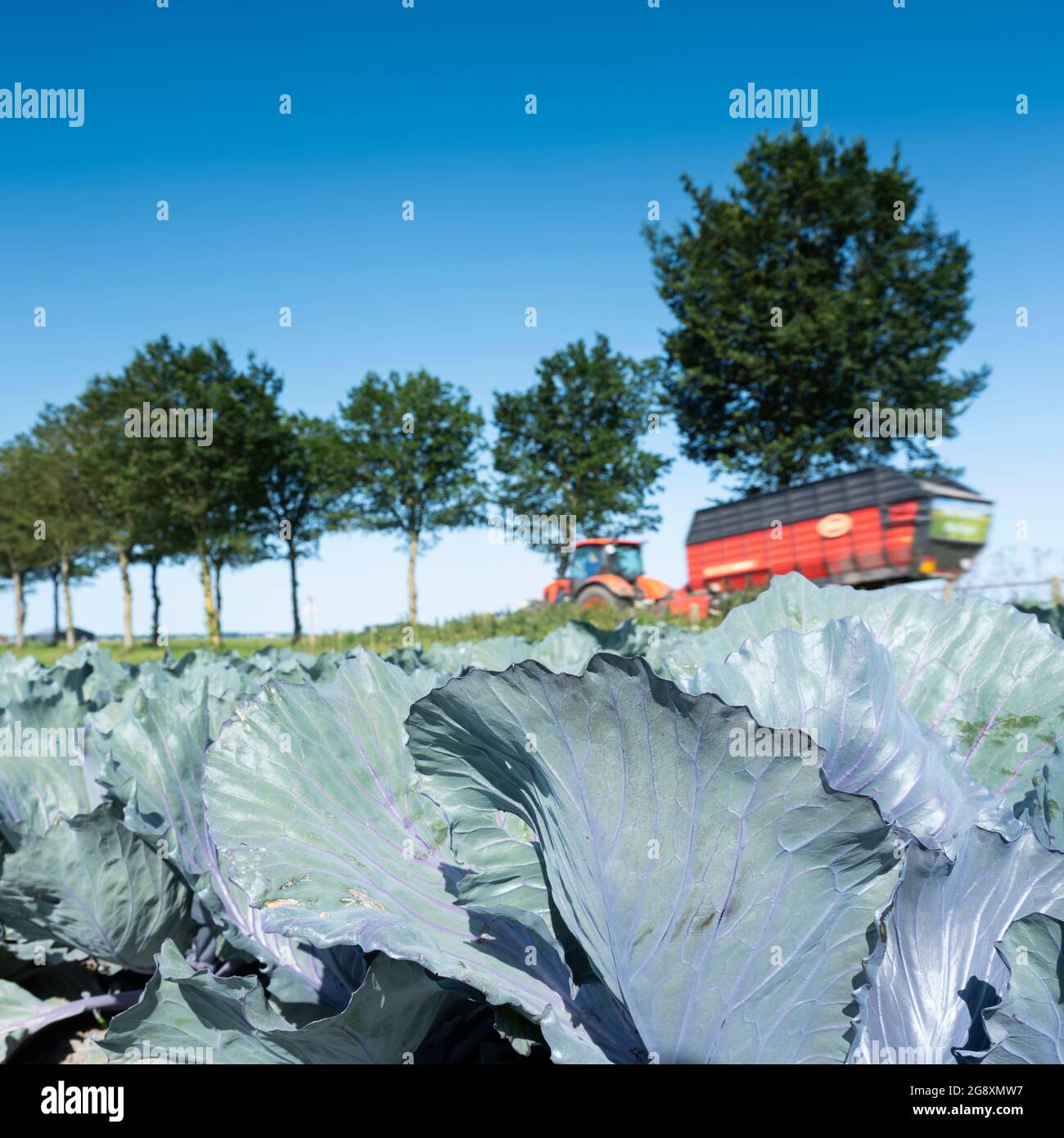 tractor and wagon pass red cabbage field under blue sky in noord ...