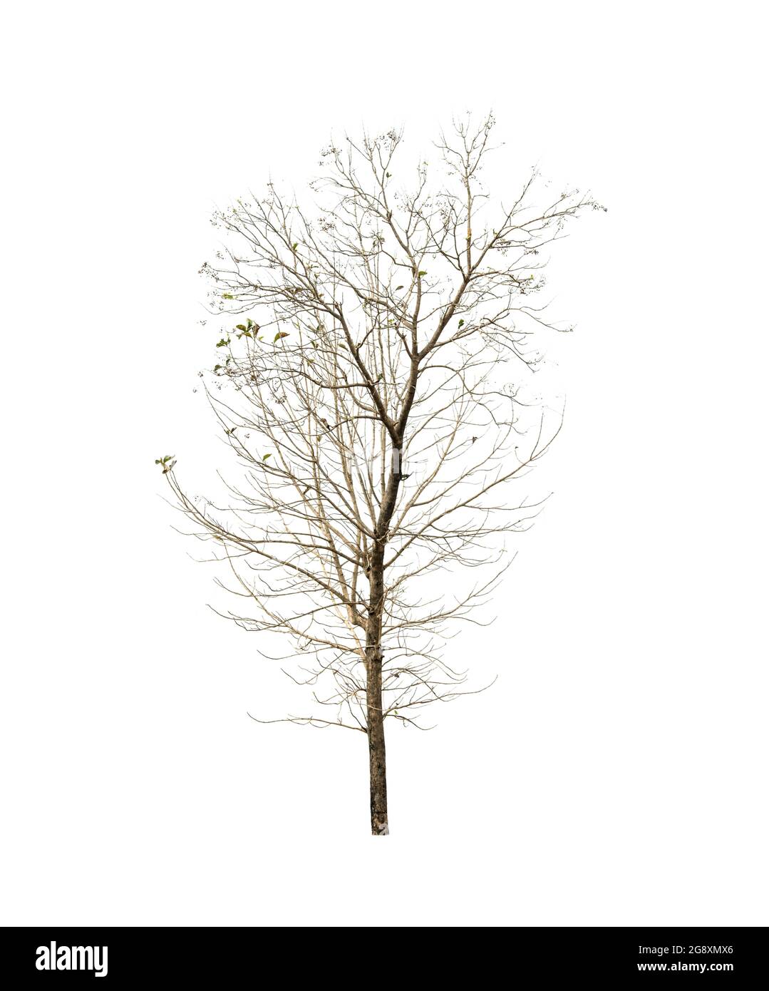Spring tree isolated on white background Stock Photo - Alamy