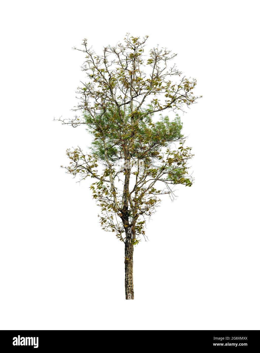 tree isolated on white background Stock Photo - Alamy