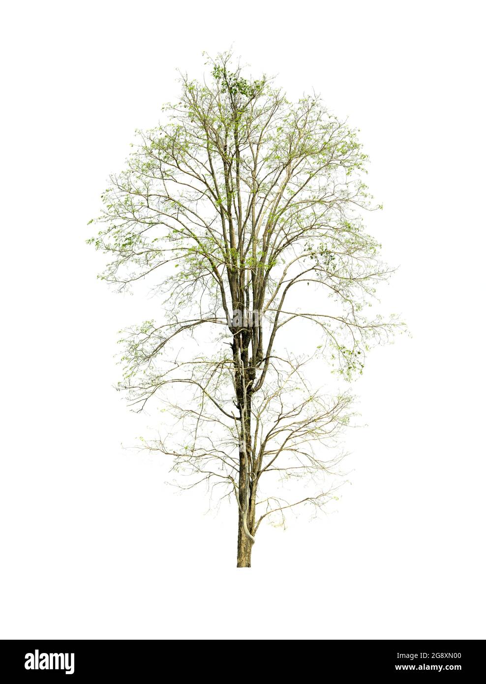 tree isolated on white background Stock Photo - Alamy