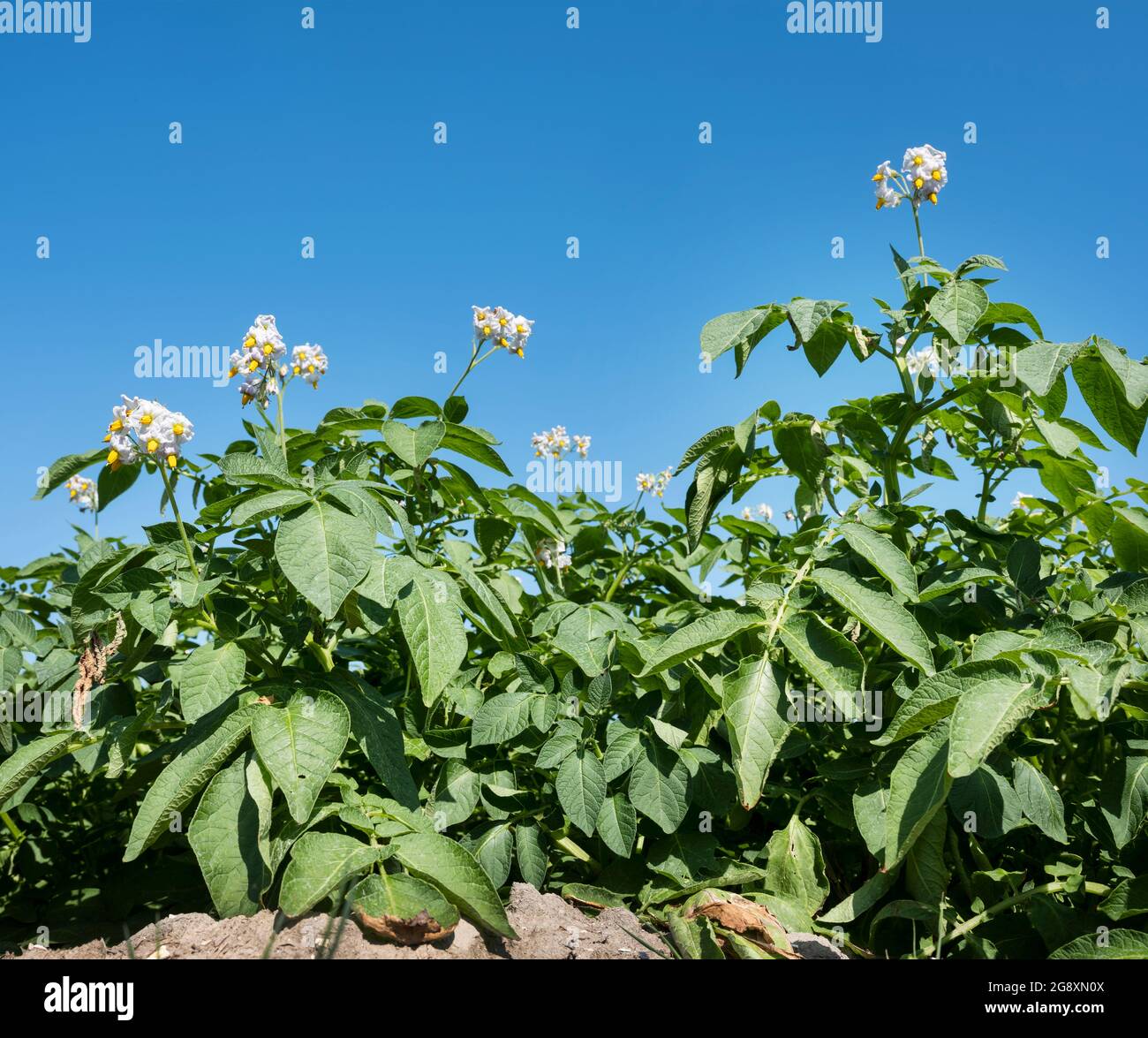 flowering potatoe plants under blue sky in field Stock Photo - Alamy