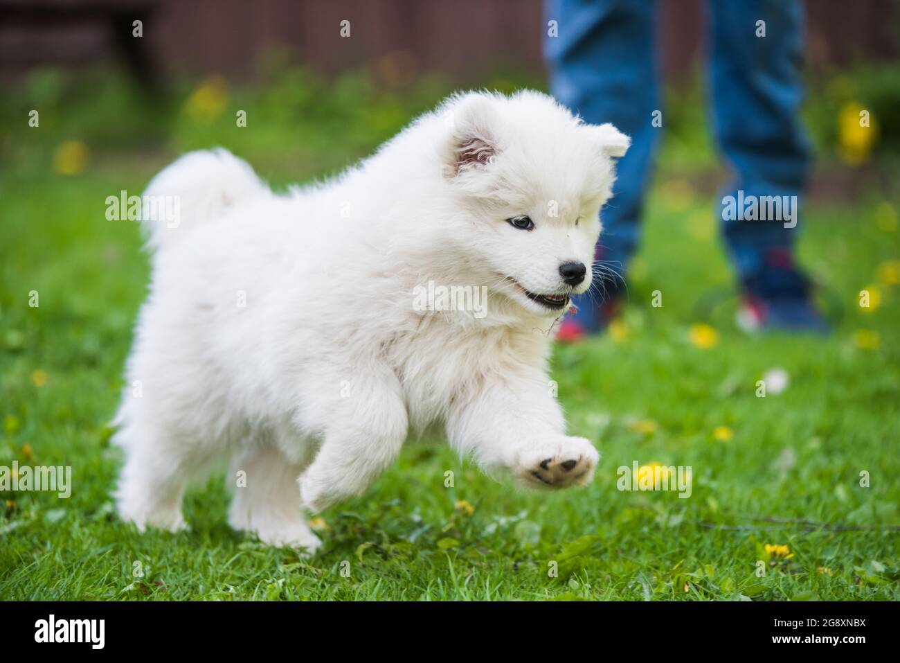 Samoyed jumping hi-res stock photography and images - Alamy