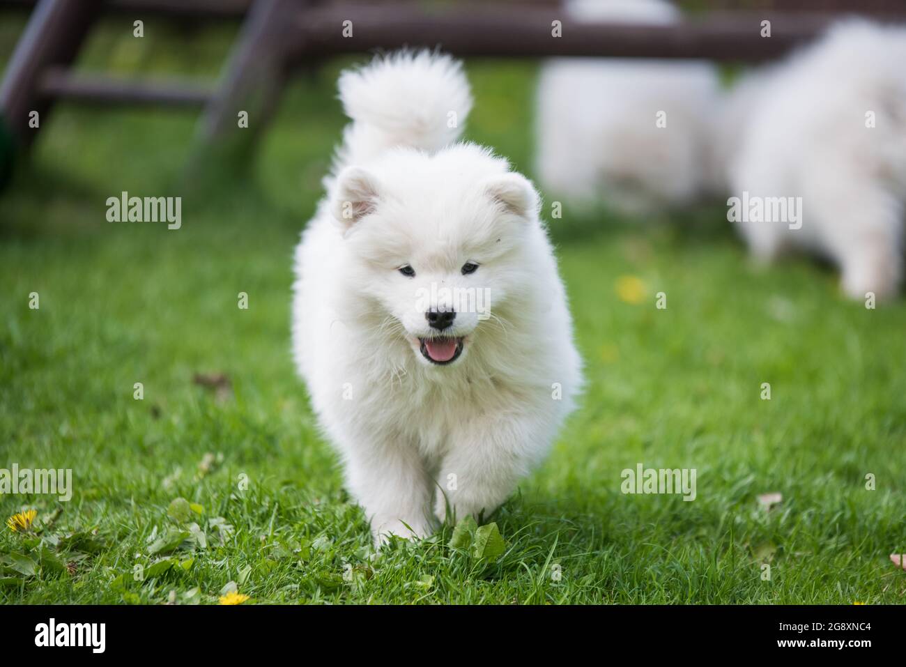 Samoyed jumping hi-res stock photography and images - Alamy