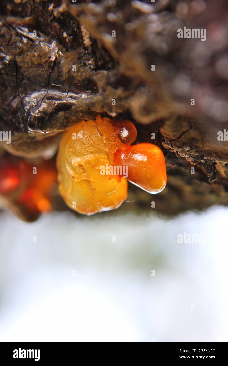 Sappy drippy amber tree sap rolling down a tree trunk on a beautiful ...