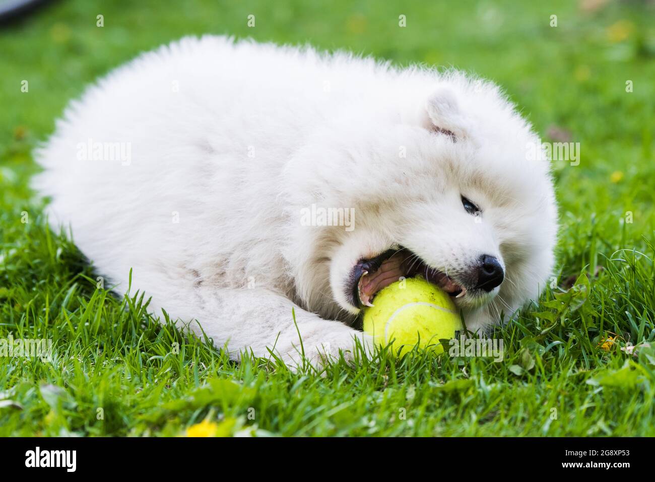 White Samoyed puppy dog playing with a tennis ball Stock Photo - Alamy