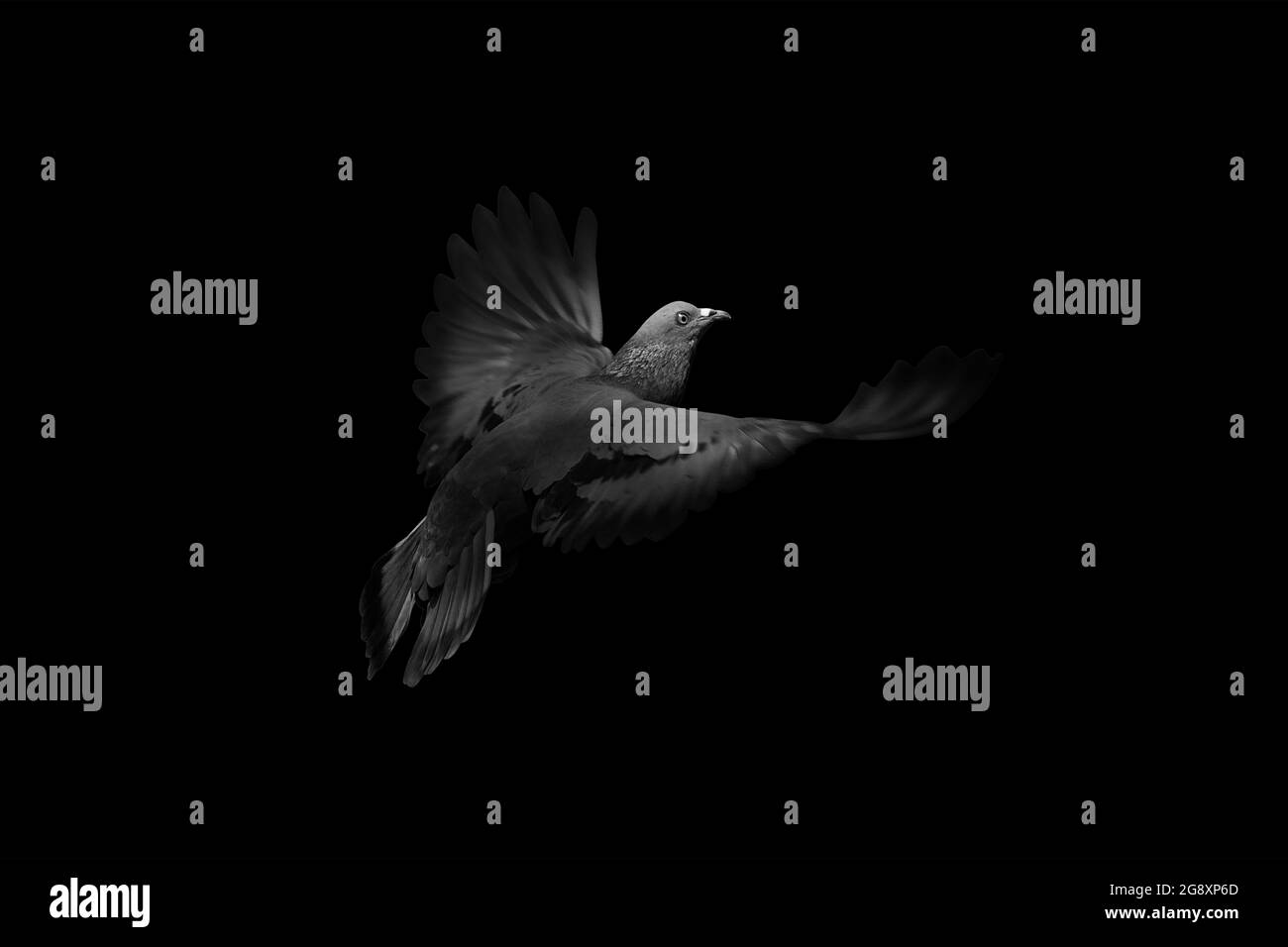 Close up Rock Pigeons Flying in The Air Isolated on Black Background ...