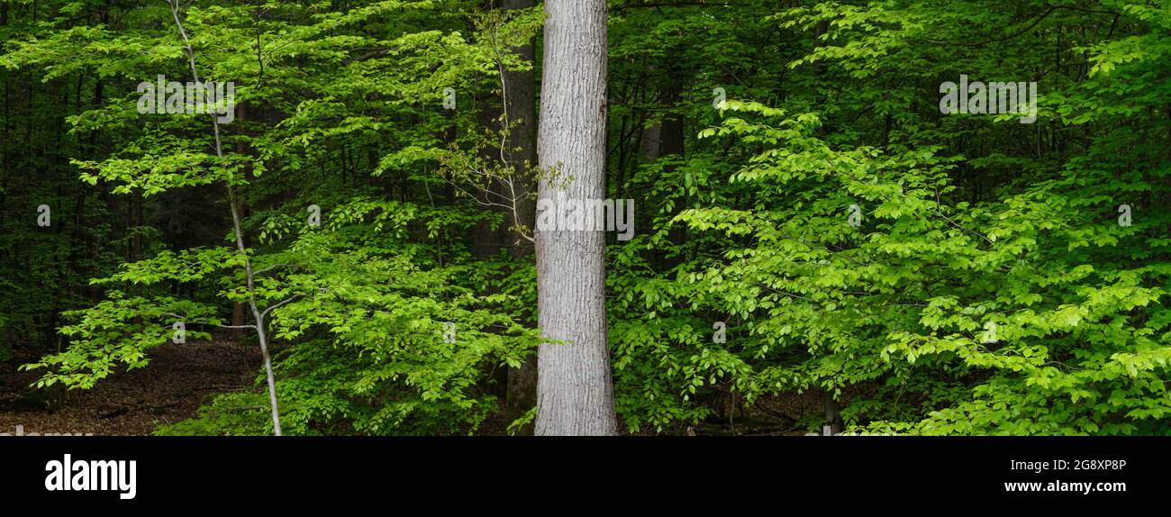Panoramic forest scenery with tree trunk and green foliage in the rural ...