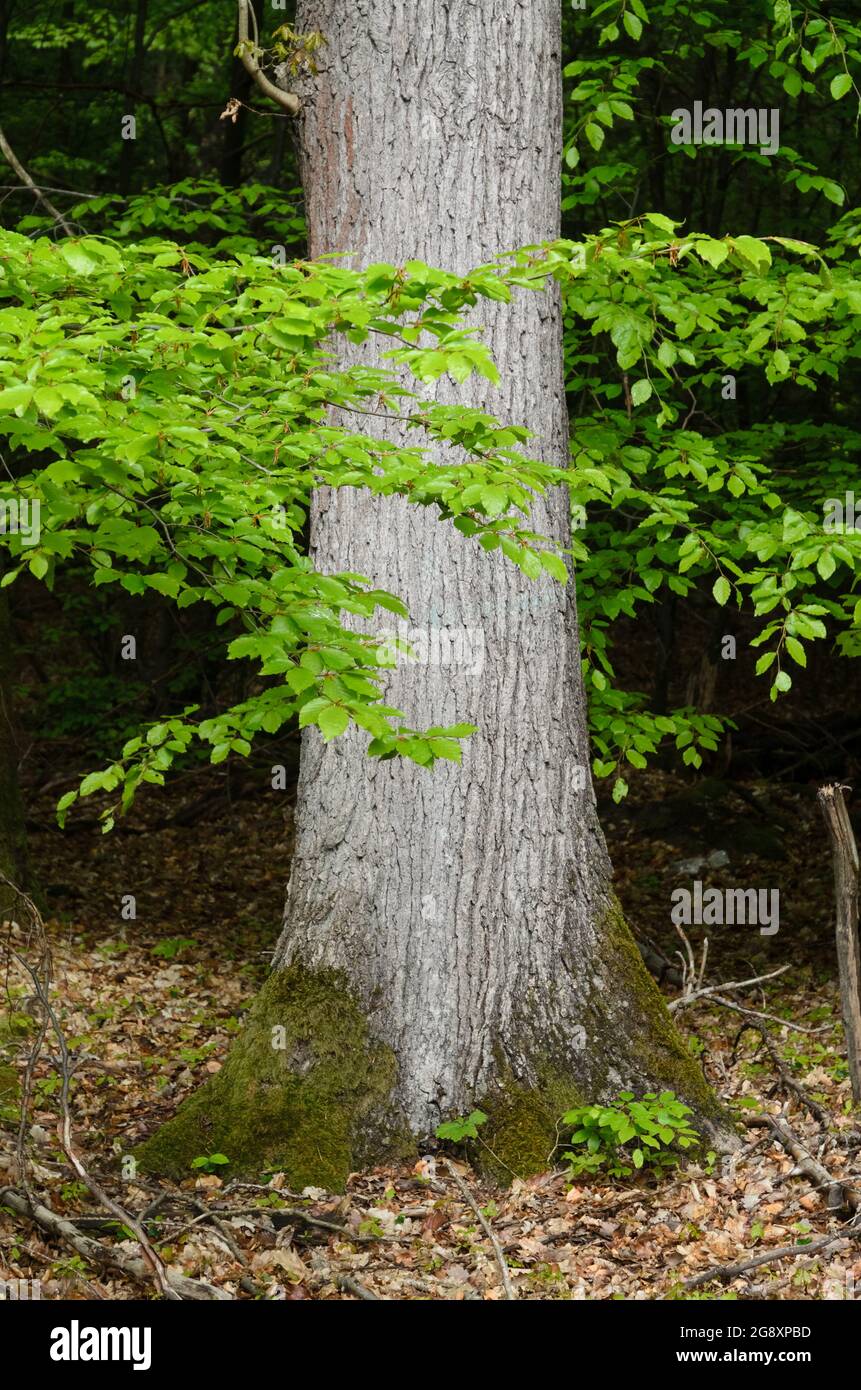 Forest scenery with tree trunk and green foliage in the rural woodlands ...