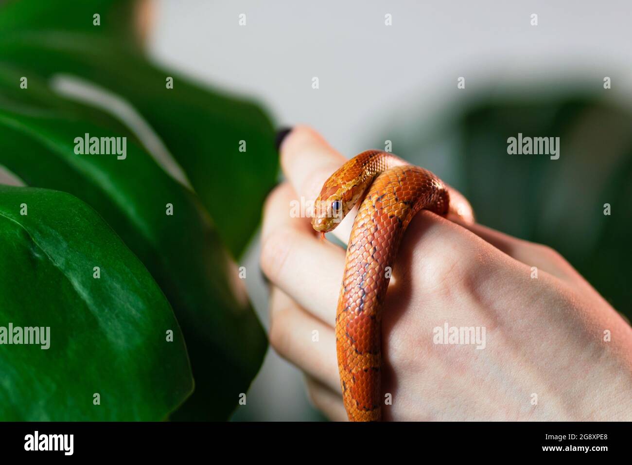 Corn snake wrapped around woman hand on green nature background. Exotic ...