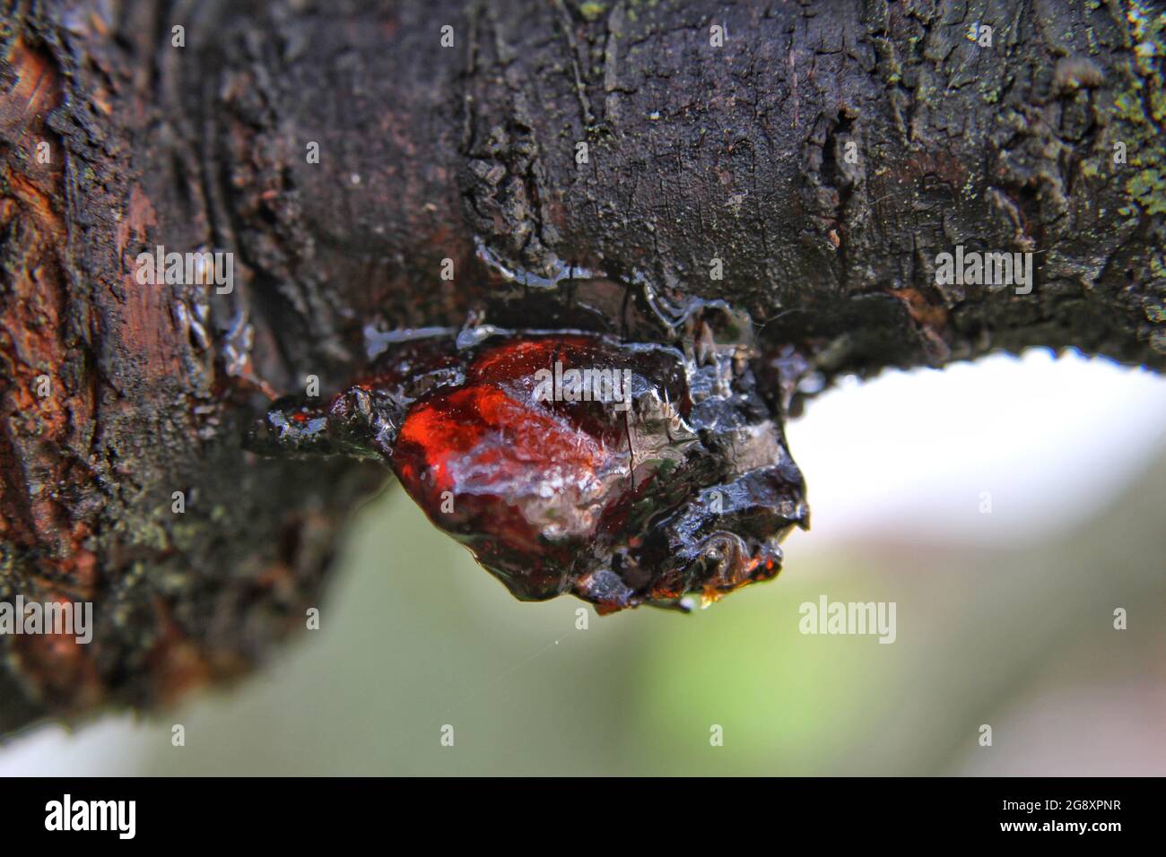 Sappy drippy amber tree sap rolling down a tree trunk on a beautiful ...