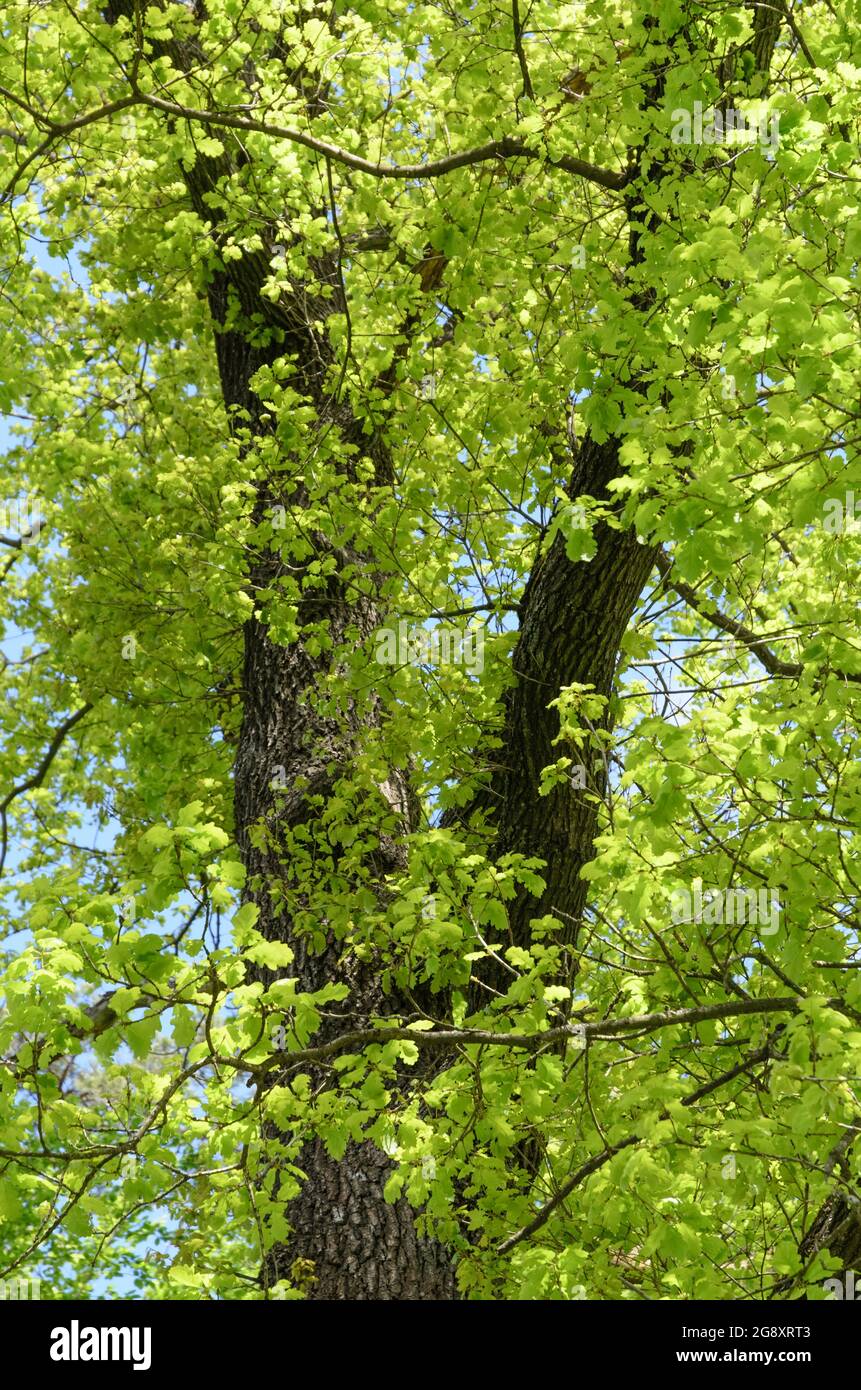 Green leaves foliage and branches of an oak tree, Quercus, in Germany ...