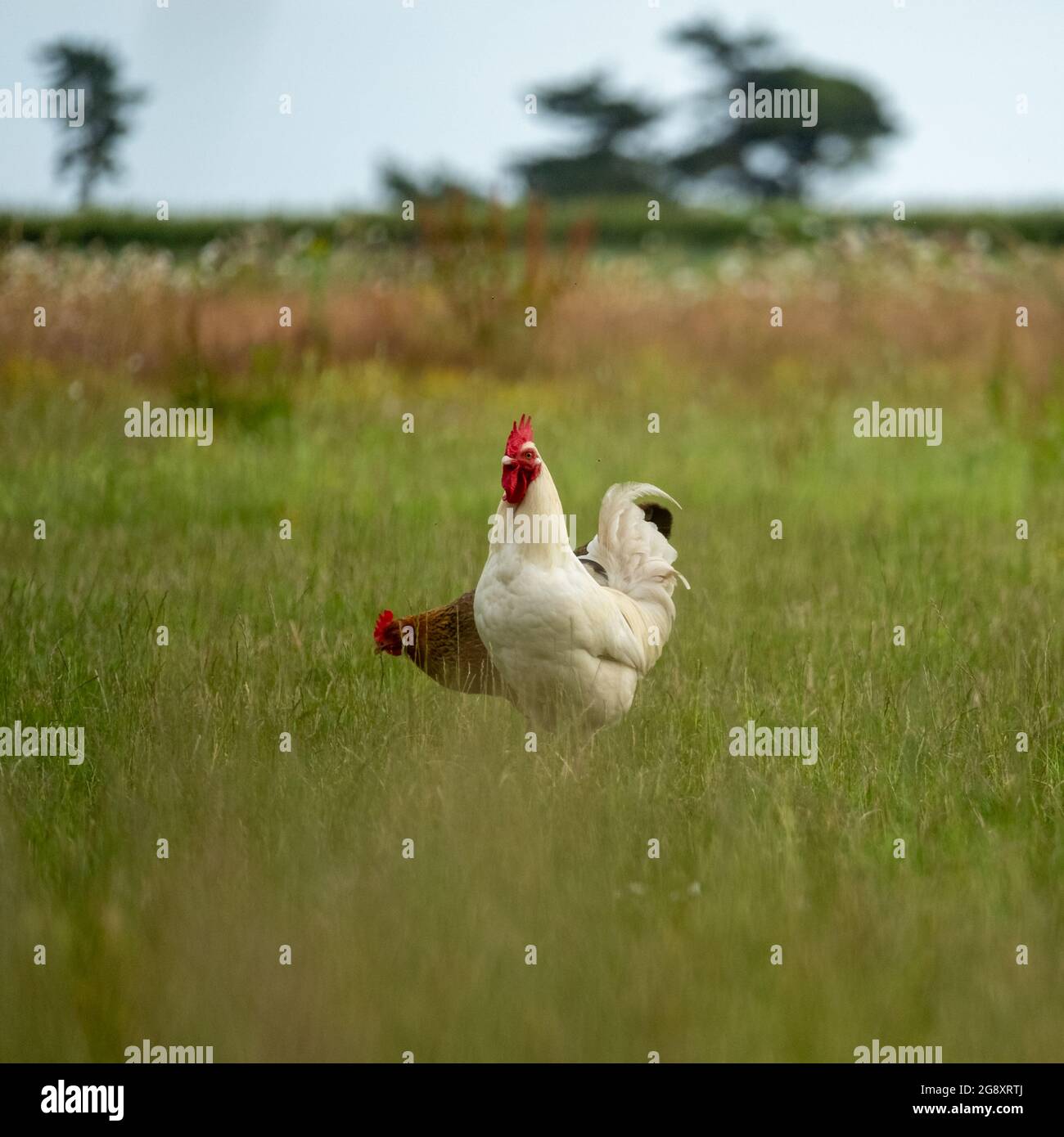 Free range farm yard hen, photographed in a field near Wells-next-to ...