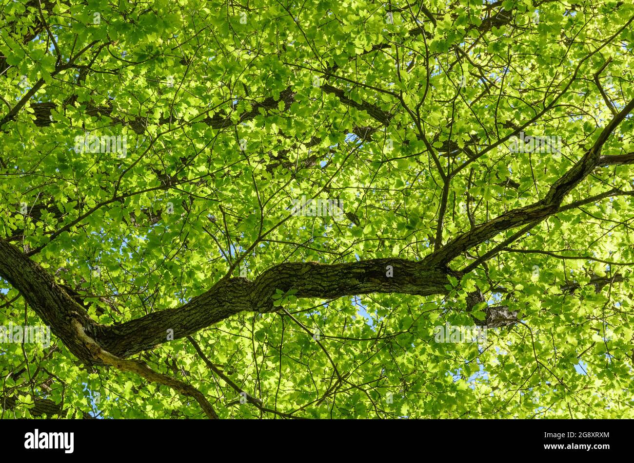 Green leaves foliage and branches of an oak tree, Quercus, in Germany ...