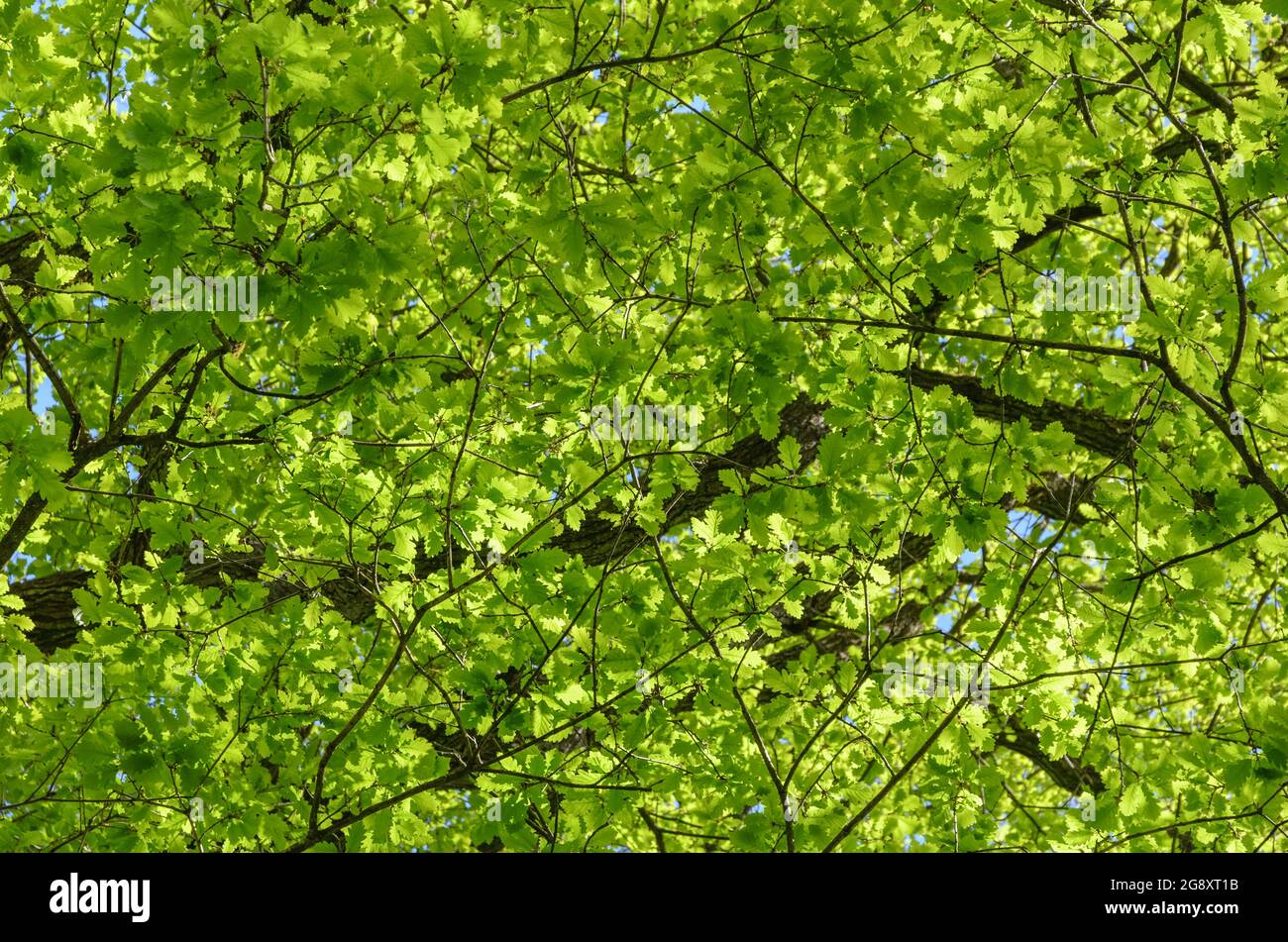 Green leaves foliage and branches of an oak tree, Quercus, in Germany ...