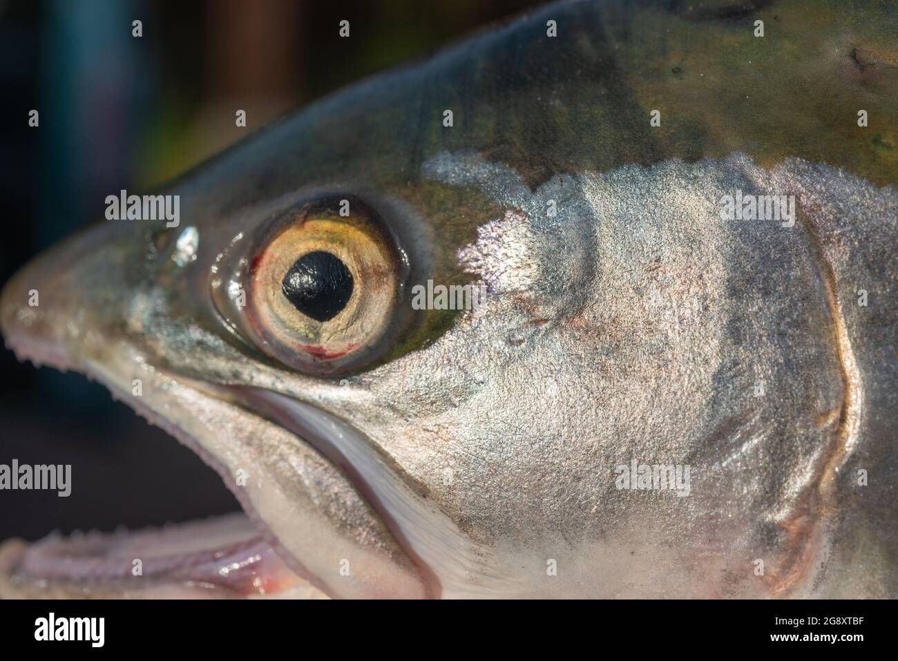 Atlantic salmon wales hi-res stock photography and images - Alamy