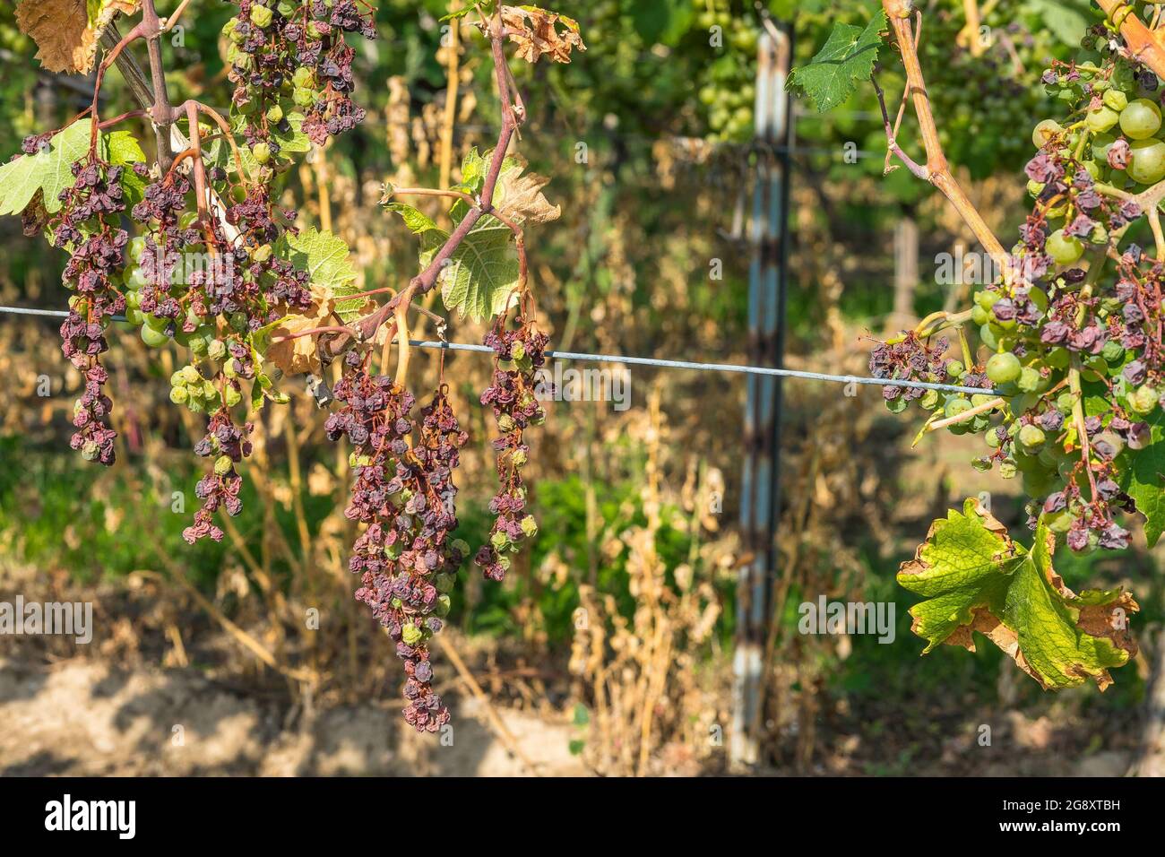 Dead grape branches in the vineyard Stock Photo - Alamy