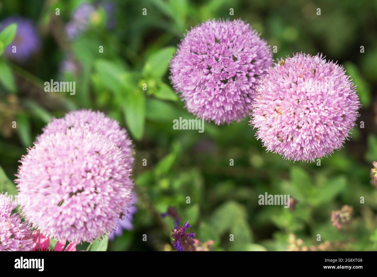 Asian species of wild onion flowering plants (Allium macleanii Stock ...