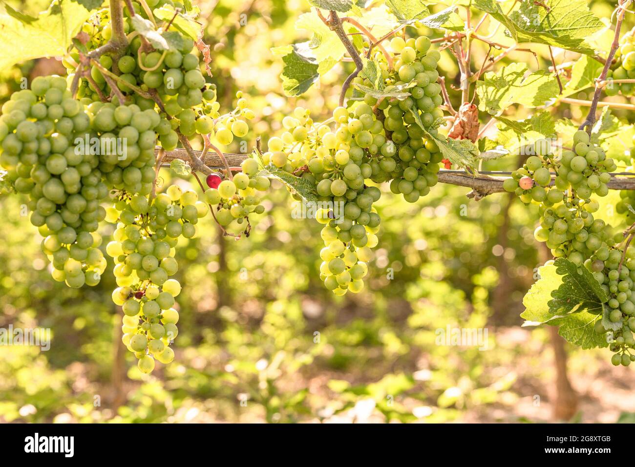 Fresh grapes growing in the vineyard in beams of sunlight Stock Photo ...
