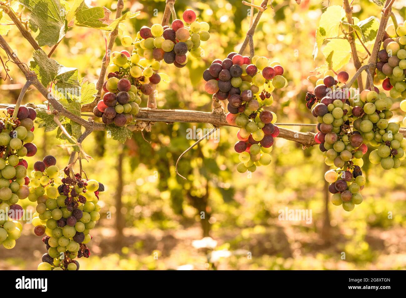 Fresh grapes grown in the vineyard in beams of sunlight Stock Photo - Alamy