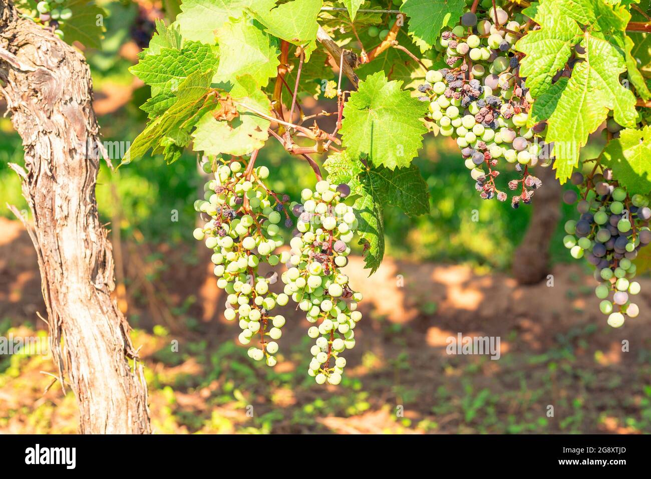 Fresh grapes growing in the vineyard in beams of sunlight Stock Photo ...