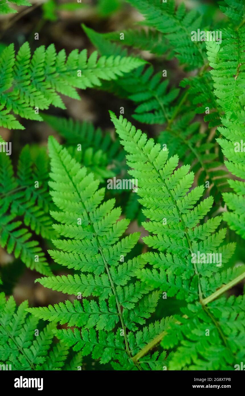 Polypodiopsida High Resolution Stock Photography and Images - Alamy