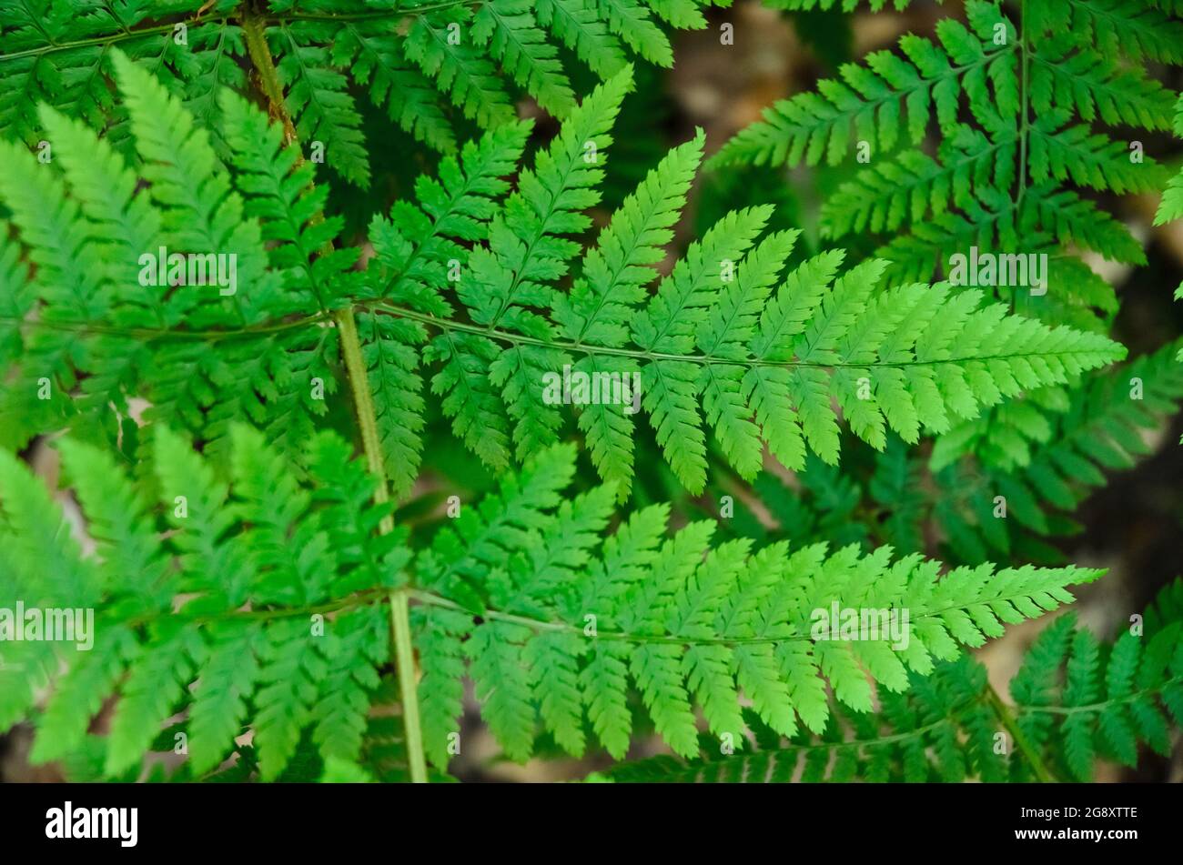 Polypodiopsida or polypodiophyta hi-res stock photography and images ...