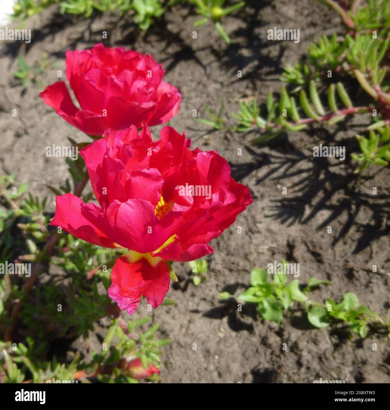 Pursley hi-res stock photography and images - Alamy