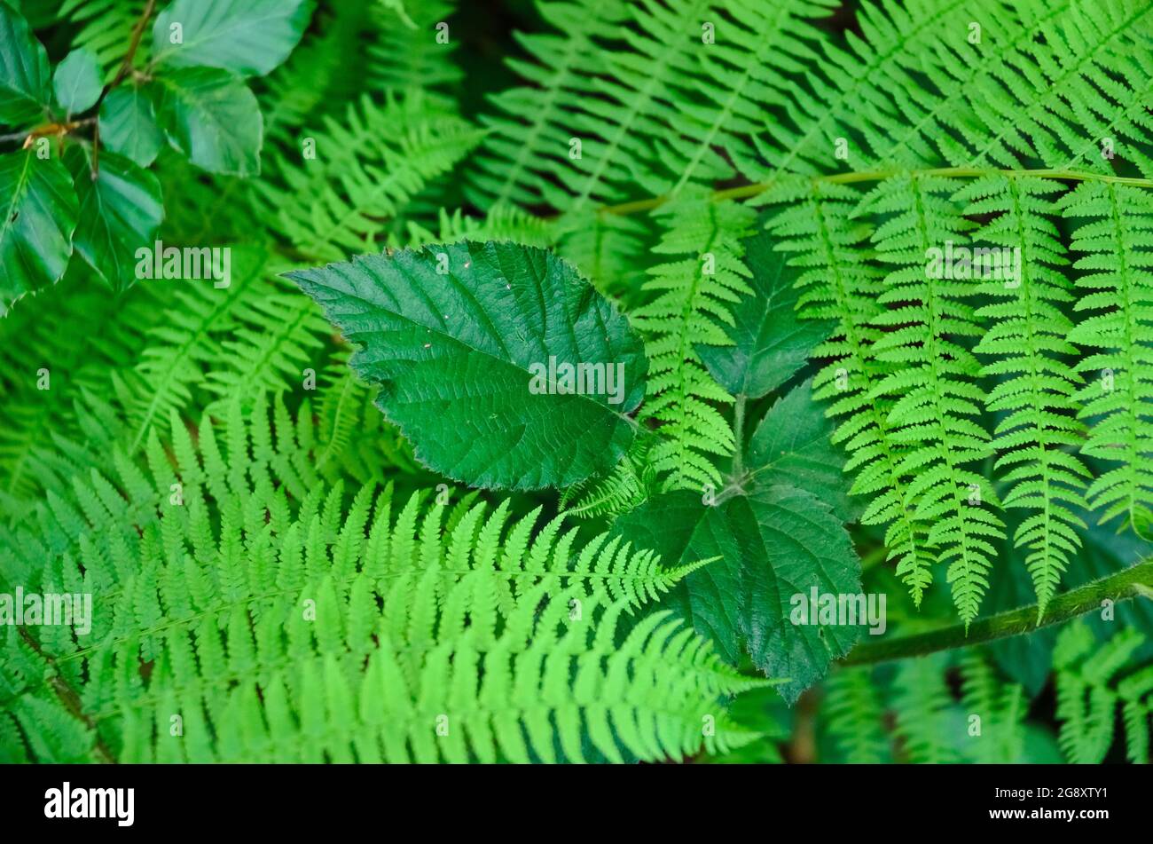 Polypodiopsida, green fern leaves Stock Photo - Alamy