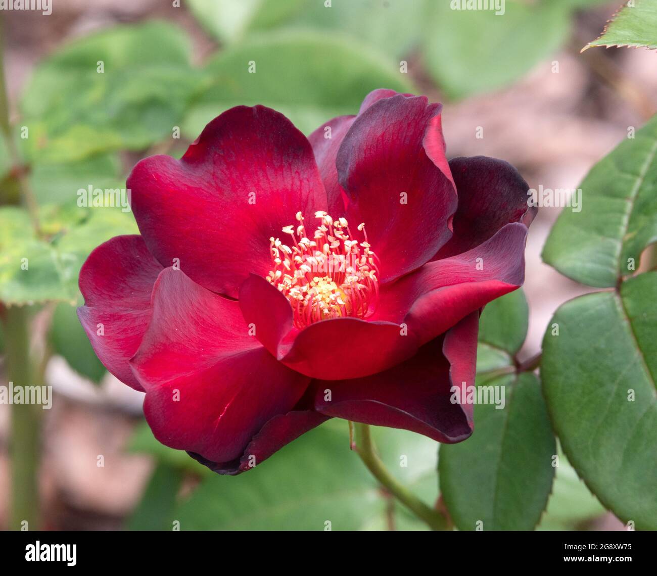 Rose Hope for Justice Stock Photo - Alamy