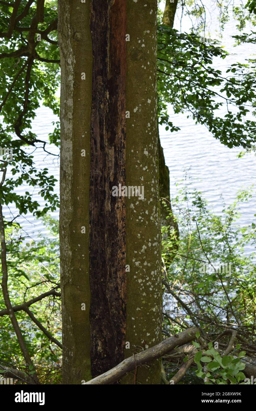 Rotten to the core hi-res stock photography and images - Alamy