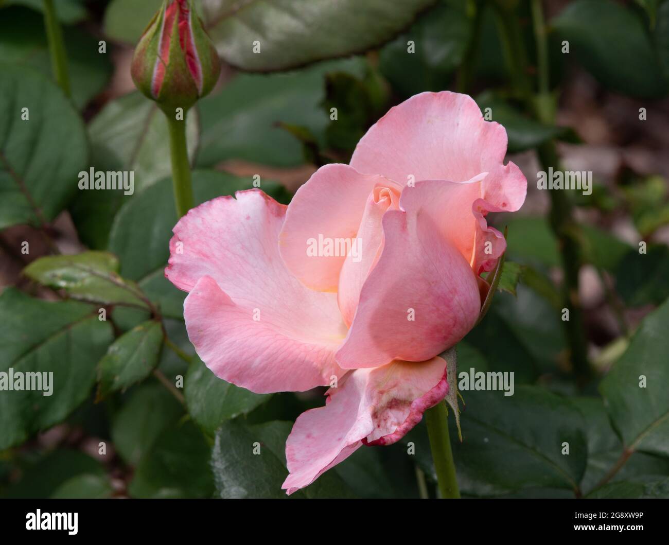Happy rose hi-res stock photography and images - Alamy
