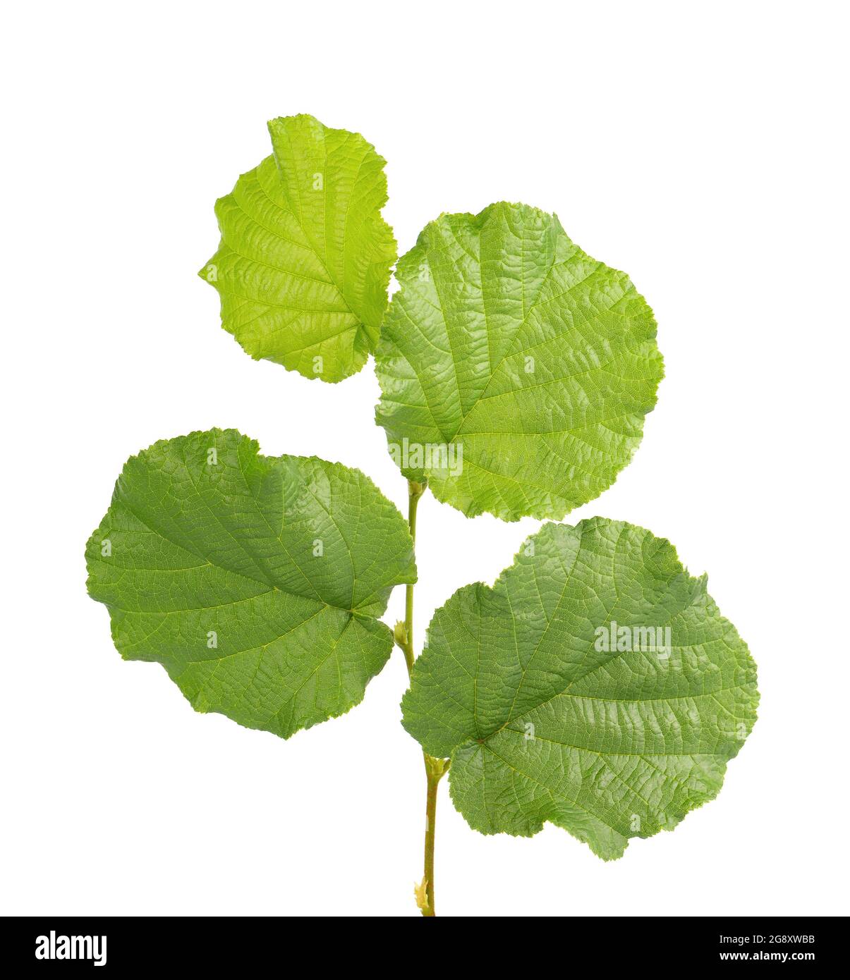 Green hazelnut leaves isolated on white background. Fresh green hazel ...