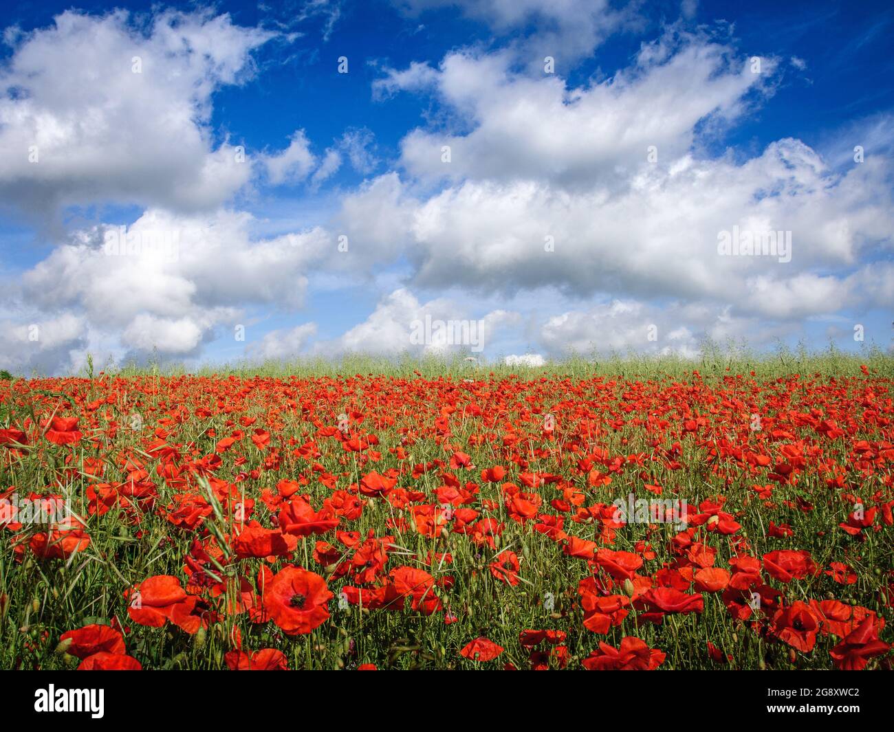 Poppy field on the English South Downs Stock Photo - Alamy