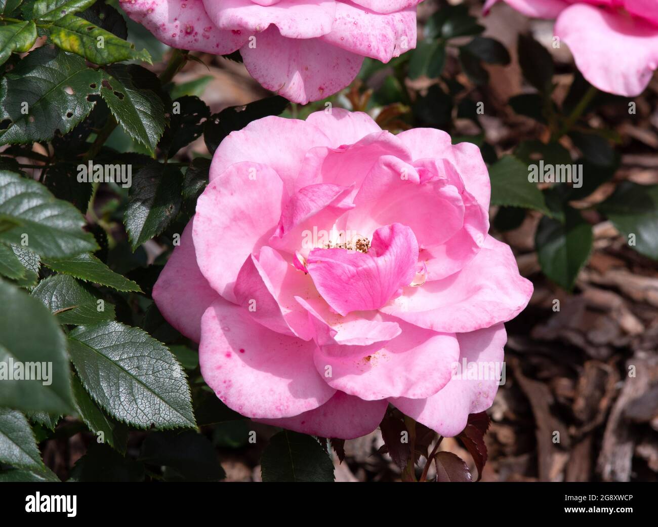 Jack rose hi-res stock photography and images - Alamy