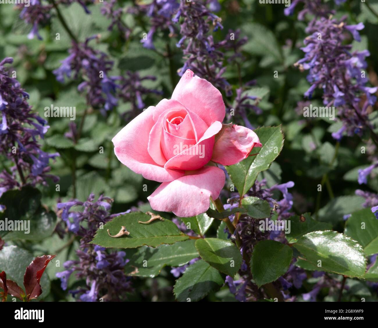 Alderley hi-res stock photography and images - Alamy