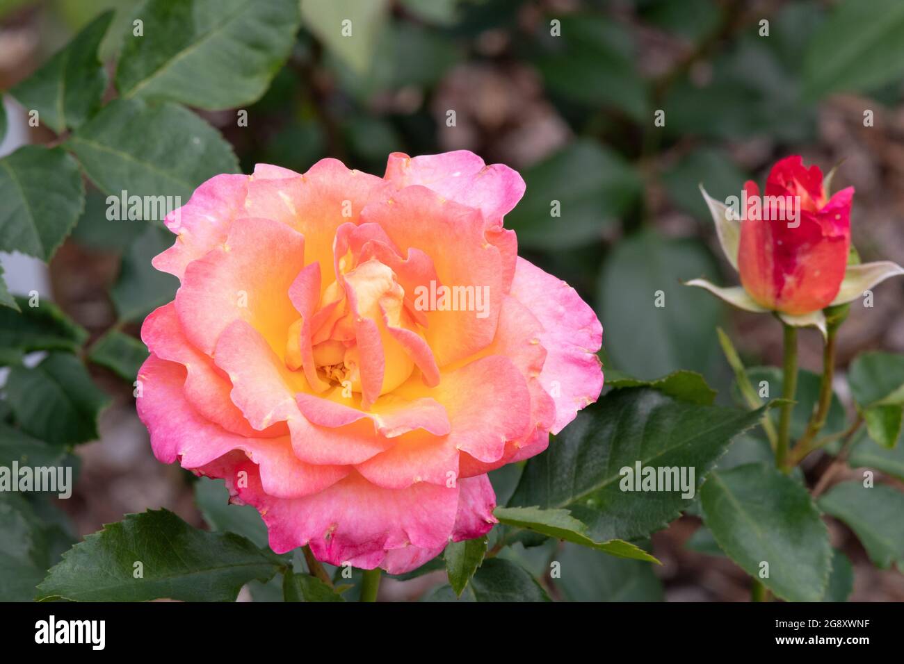 Rose Inspiration, Women's Institute Centenary Stock Photo - Alamy