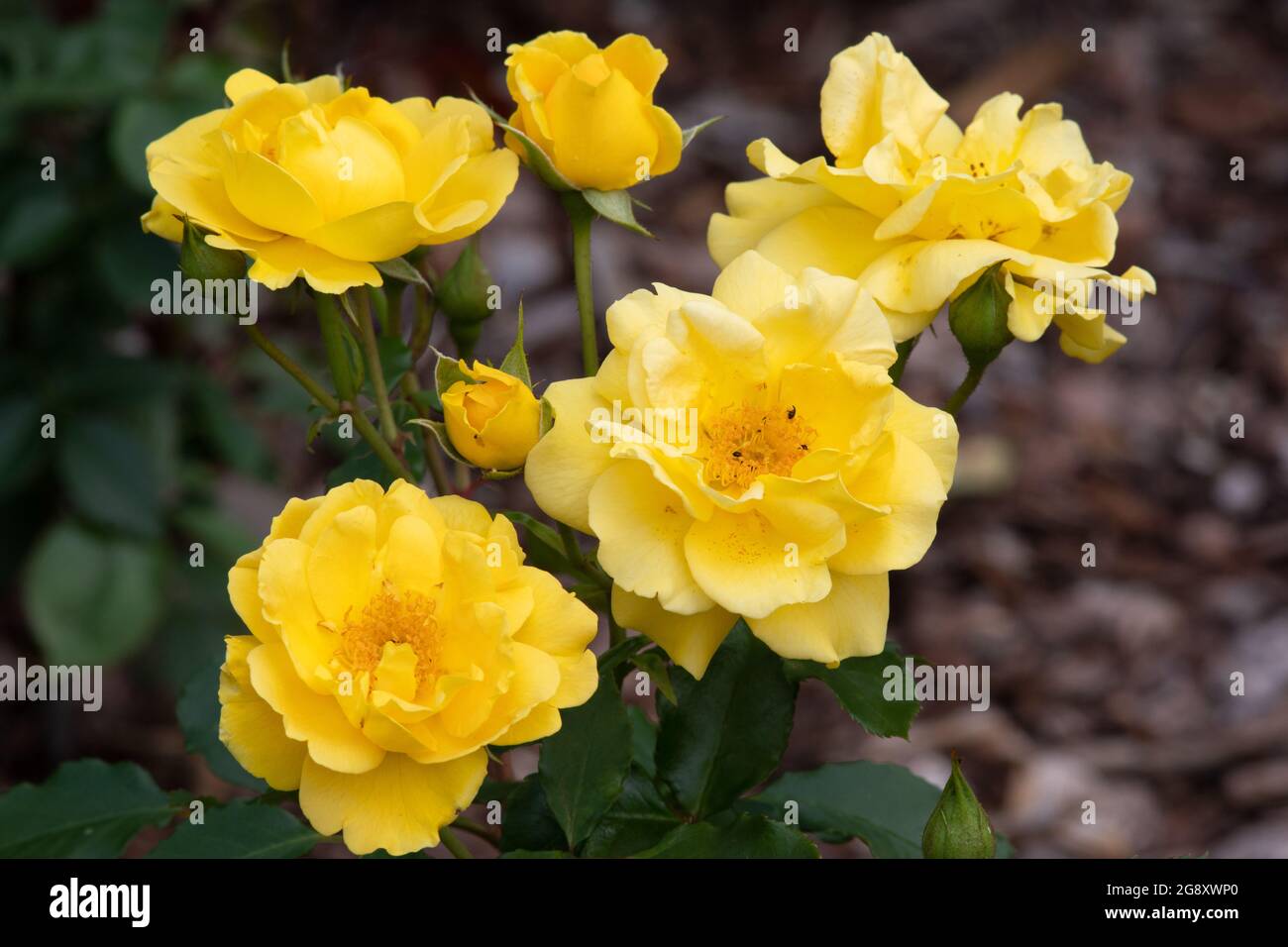 Rose Precious Gold Stock Photo - Alamy