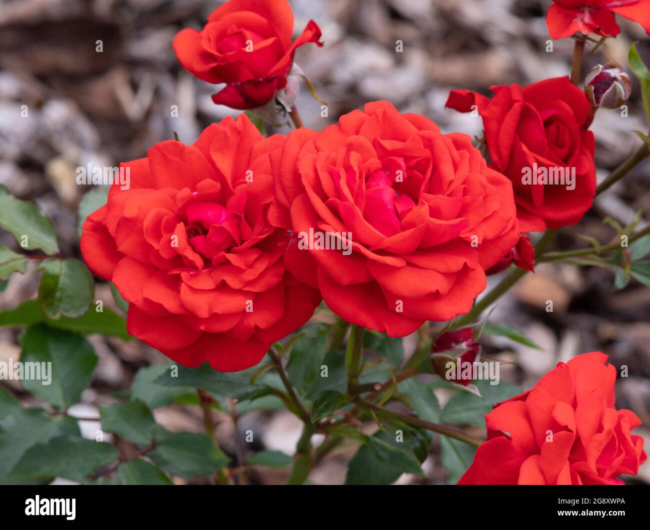 Floribunda rose trumpeter hi-res stock photography and images - Alamy